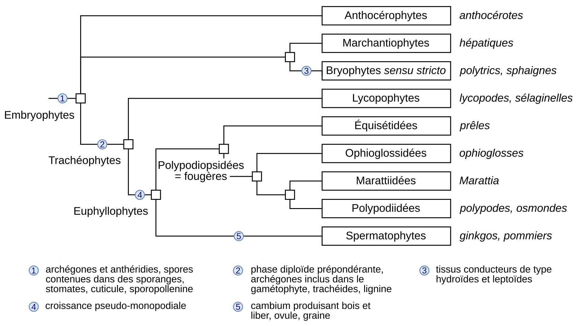 La reproduction sexuée du polypode : un cycle typique des fougères | Planet-Vie